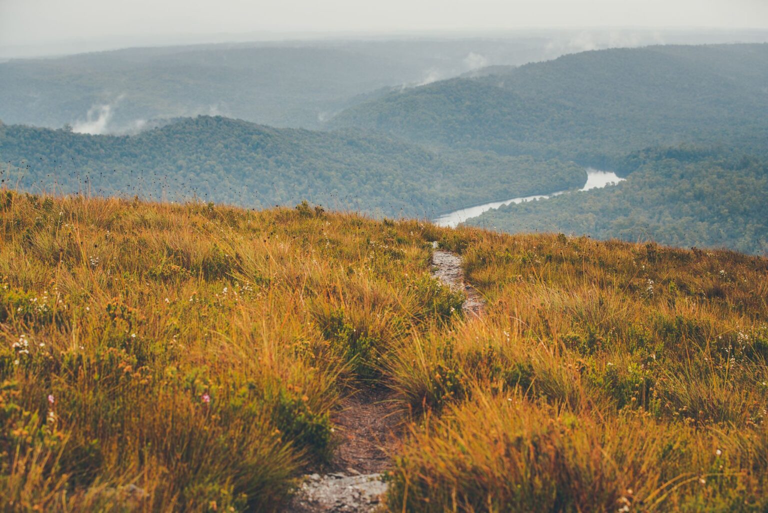 Tasmanian Honey: Wilderness on The Tip of Your Tongue - Blue Hills Honey